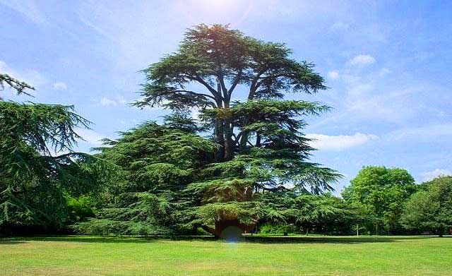 Mount Sinai Clock of God - VdD7